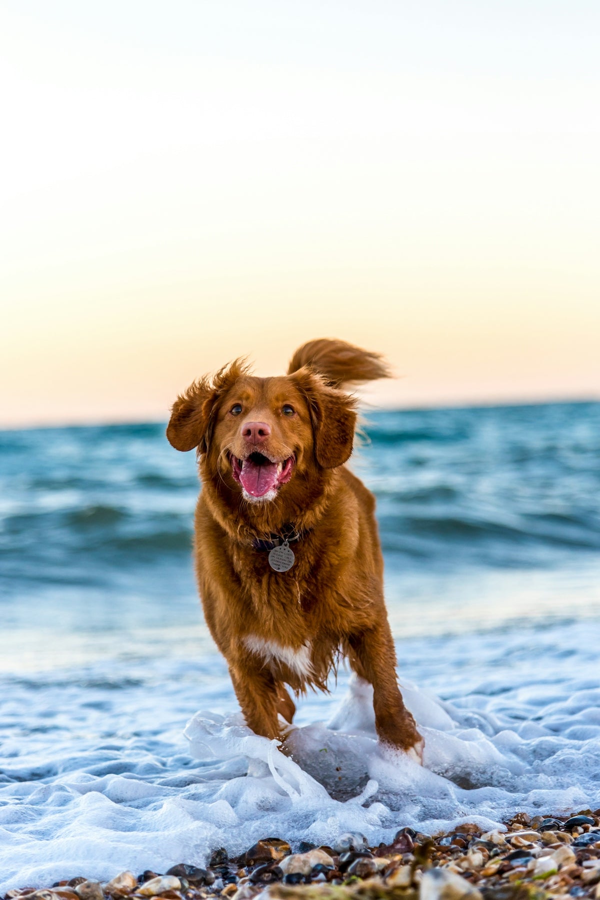 How Sea Glass Dog Jigsaw Puzzles Enhance Cognitive Skills and ...