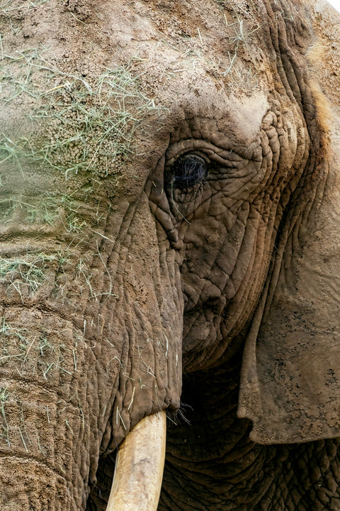 Unlocking the Wonders of Wildlife with the Elephant Eden Wooden Jigsaw ...